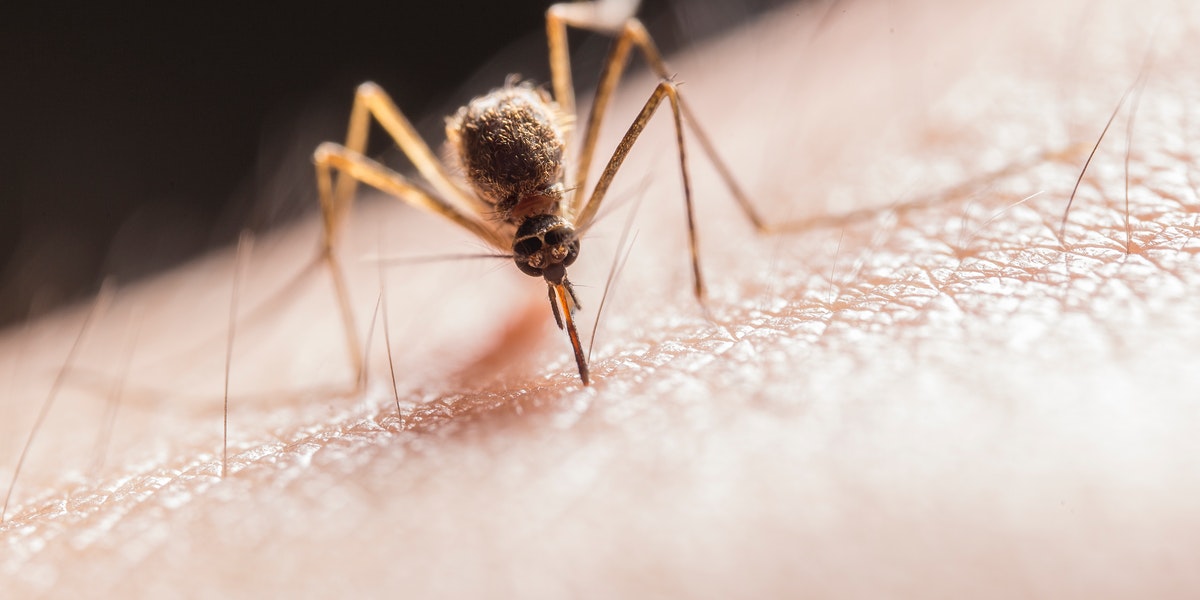Here's How Mosquitoes Detect Human Odor | Plants And Animals