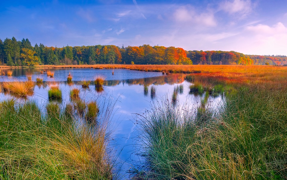 Marsh conservation key to climate change mitigation | Earth And The ...