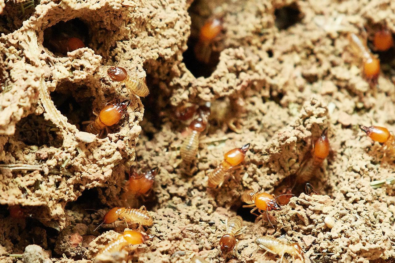 New Materials Produced from Copying Termite Behavior | Technology