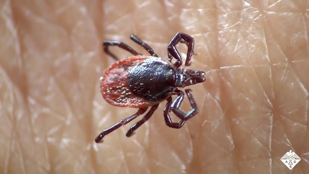 A New Approach to Tick Control | Cell And Molecular Biology