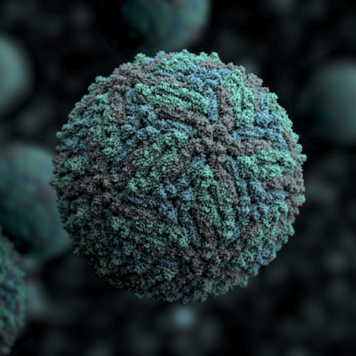 Antiviral Compound Found in the Human Body | Microbiology