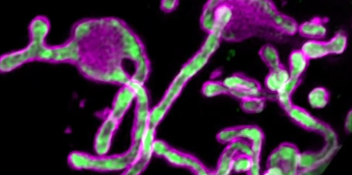 Newly Identified Small Proteins Could Have a Big Impact | Cell And ...