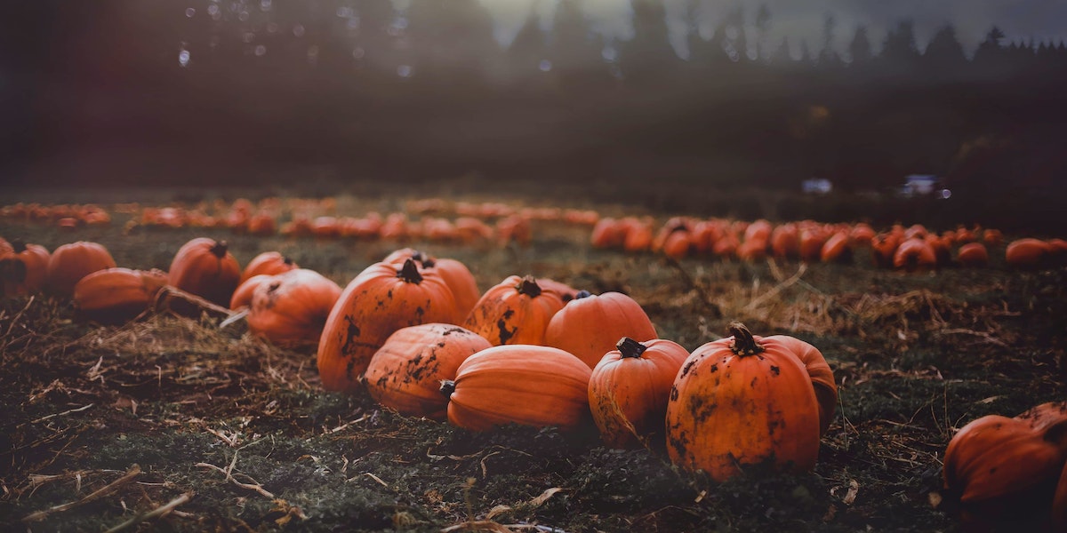 Lowering the Carbon Footprint of Pumpkin Farming | Plants And Animals