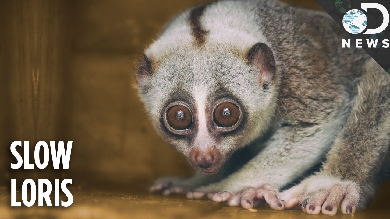 A Quick Summary On the Slow Loris | Videos