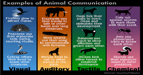 Animal Communications | | Content Tag