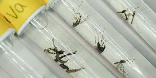 Insect Expression System | | Content Tag