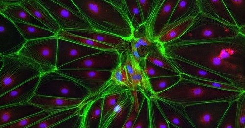Cell Imaging | | Content Tag