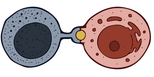 Immune signature | | Content Tag
