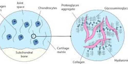 Proteoglycan | | Content Tag