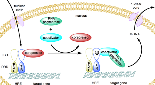 Nuclear Receptor | | Content Tag