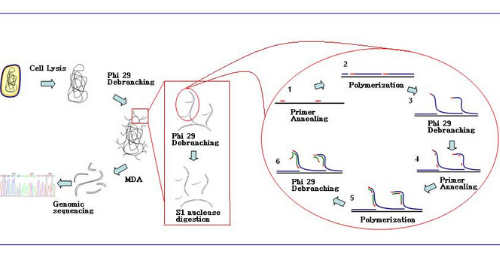 Single Cell Diagnostics | Virtual Events