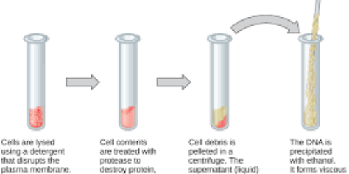 RNA Isolation | | Content Tag