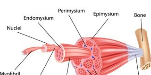 Skeletal muscle | | Content Tag