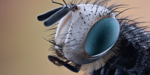 Insect pest management | | Content Tag