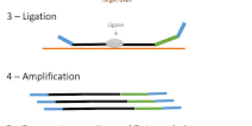 Multiplex Ligation-dependent Probe Amplification (MLPA) | | Content Tag