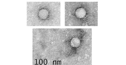 Hepatitis C (HSV) | | Content Tag