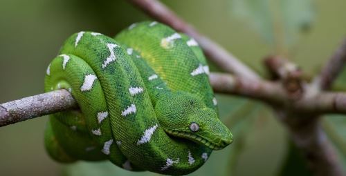 Corallus Batesii | | Content Tag