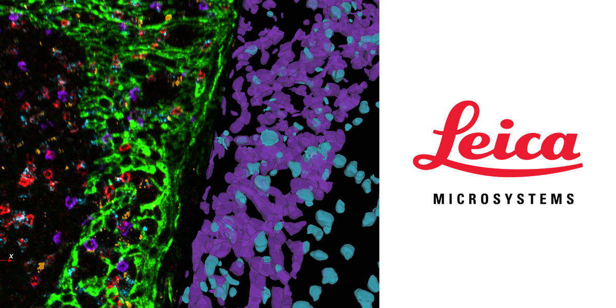 3D Spatial Biology Insights Simplified with AI