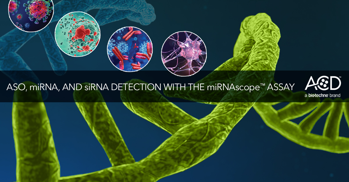 Visualize ASO, miRNA, and siRNA Detections with Spatial Resolution ...
