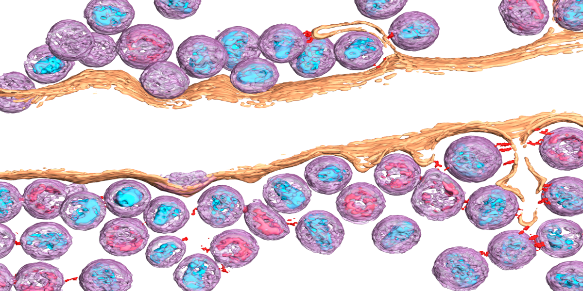 Hands-on Tutorial: Workflow Advances for Whole Cell Correlative Cryo ...