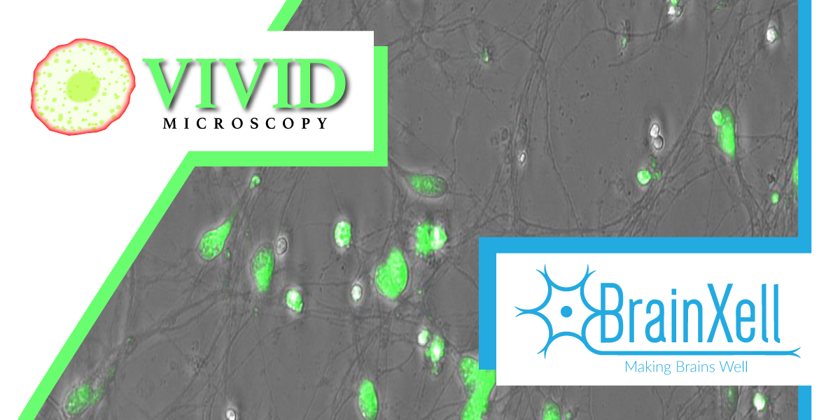 Introduction of a New Thiol-based Fluorescent Indicator to Assess ...