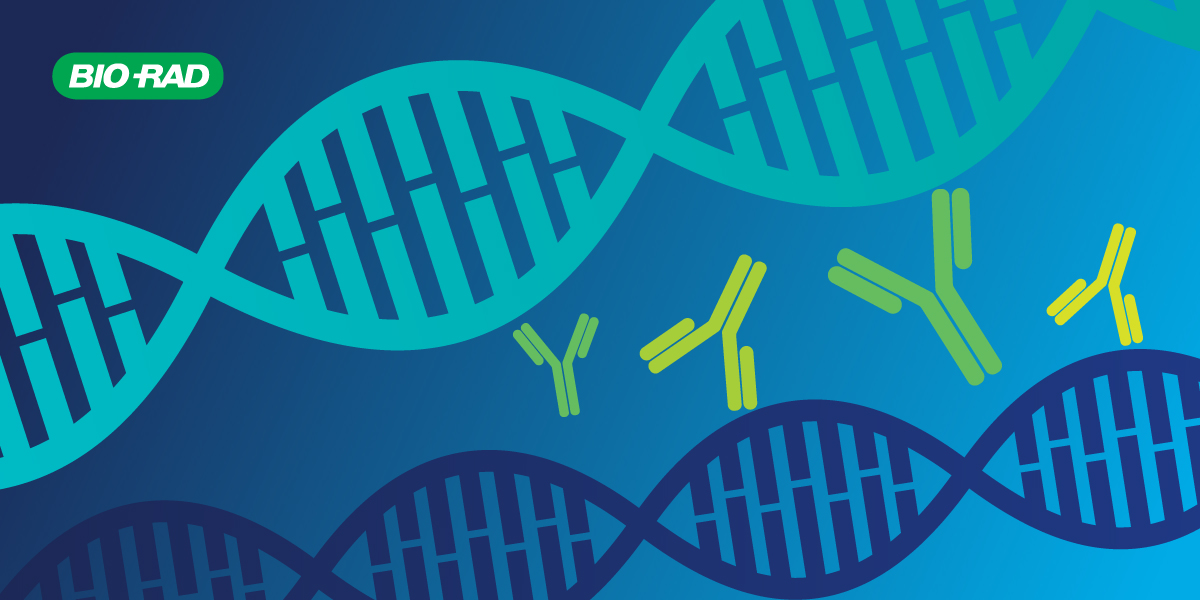 Facing the Challenges of Anti-dsDNA Antibody Testing
