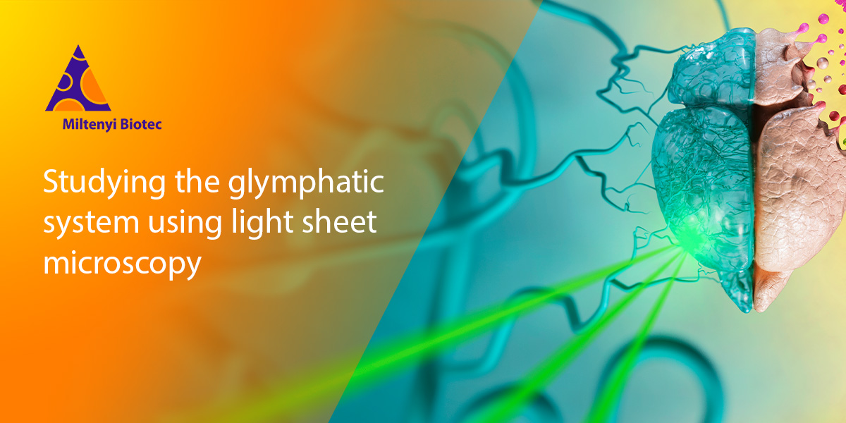 Studying the glymphatic system using light sheet microscopy