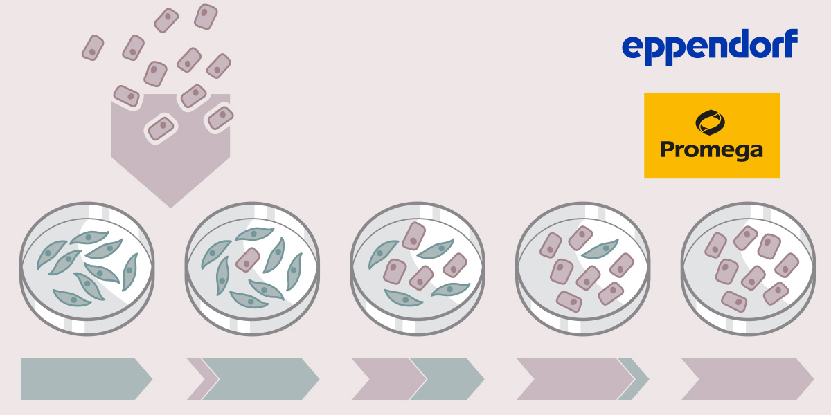 Preventing cell misidentification in your daily lab routine
