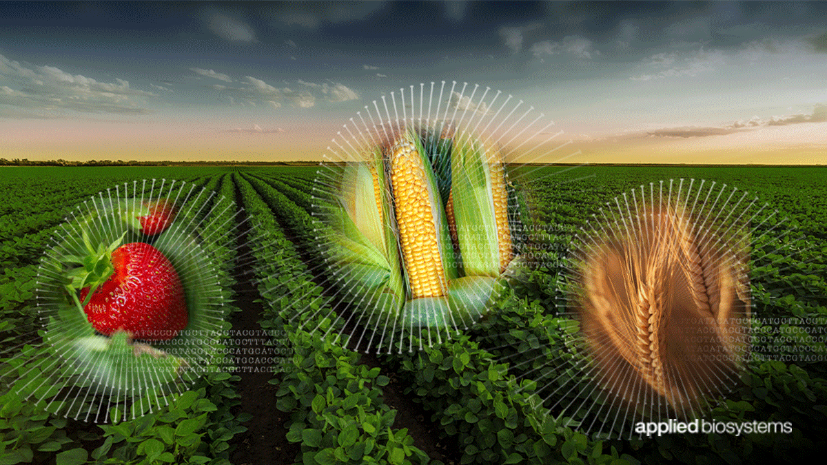 Design of Ready to Use Advanced Crop Genotyping Solutions