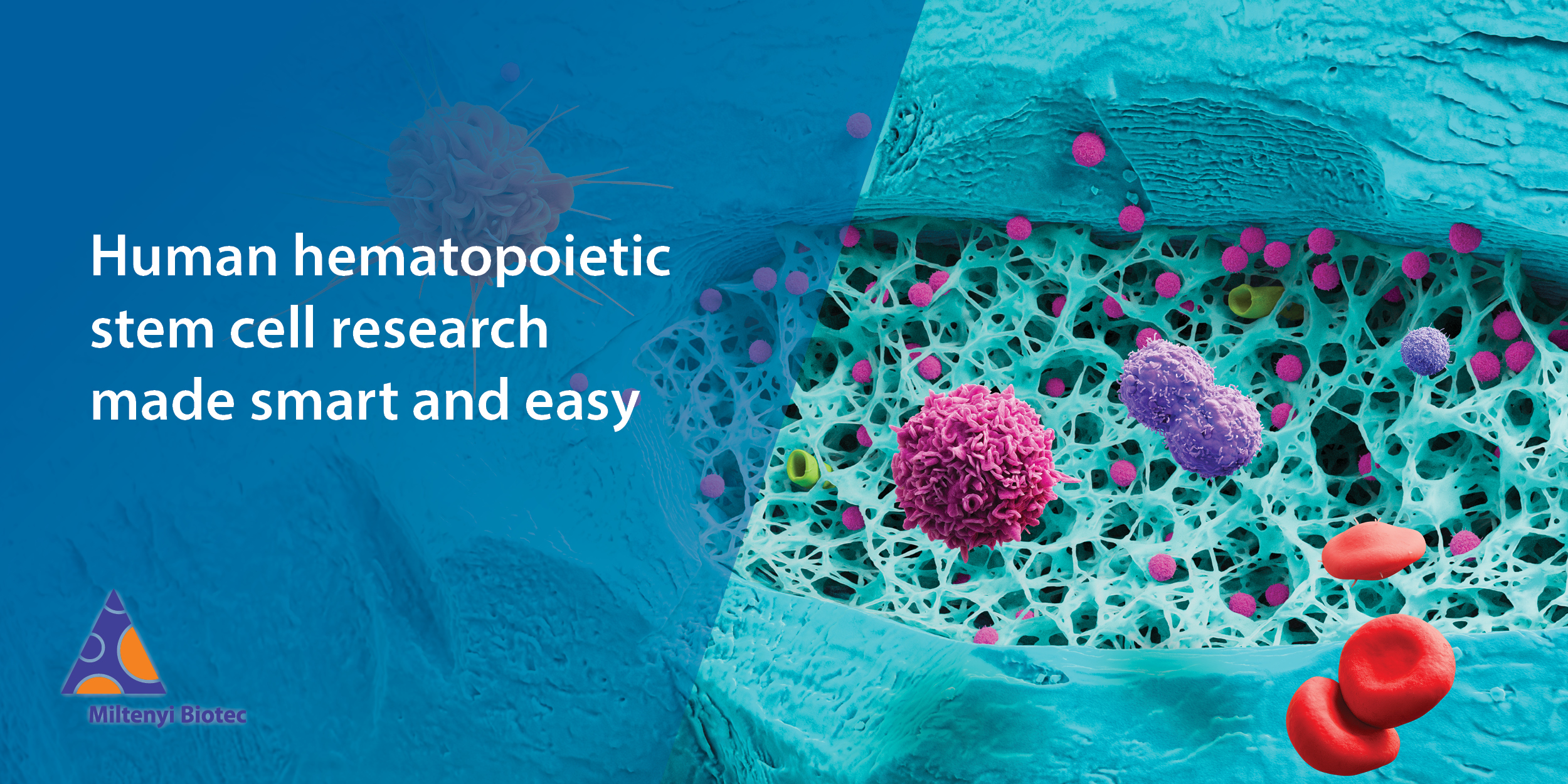 Human hematopoietic stem cell research made smart and easy